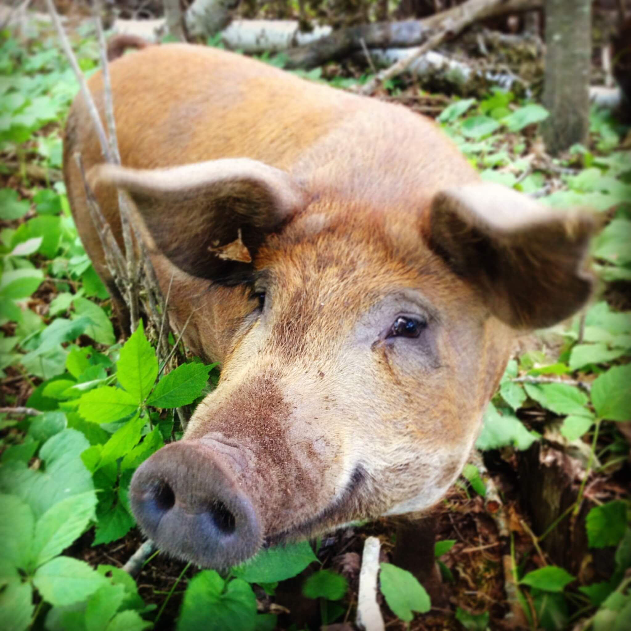 Medicine Creek Farm - Minnesota Grown