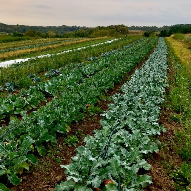 Earth Dance Farm - Minnesota Grown