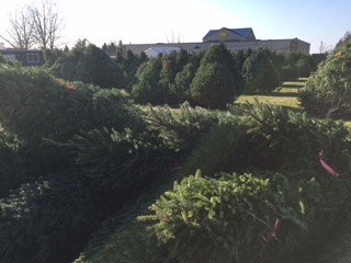 Silver Bell Tree Farm - Apple Valley, MN | Minnesota Grown