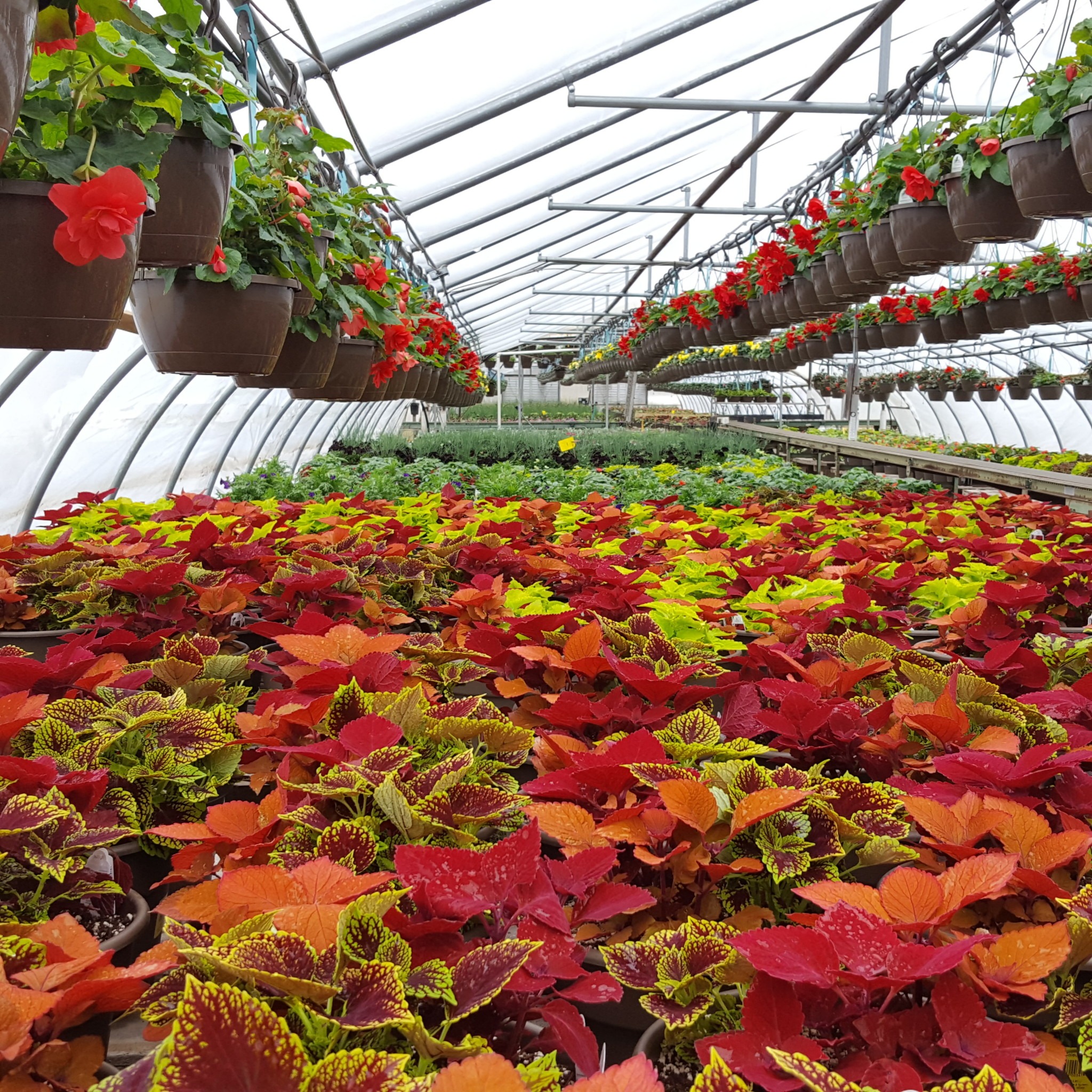 Lynde Greenhouse & Nursery - Minnesota Grown