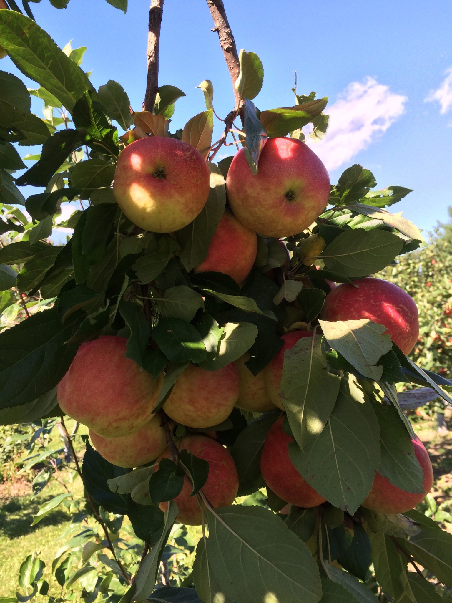 2019 01 11 Submitted TimberSweet Maple apple tree | Minnesota Grown