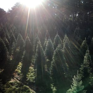 Hansen Tree Farm - Minnesota Grown