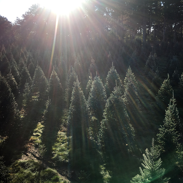 Hansen Tree Farm - Minnesota Grown