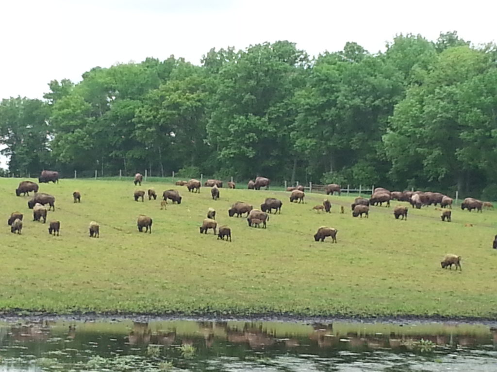 Rebounding From the Brink: A Look into the Successes of the MN Bison ...