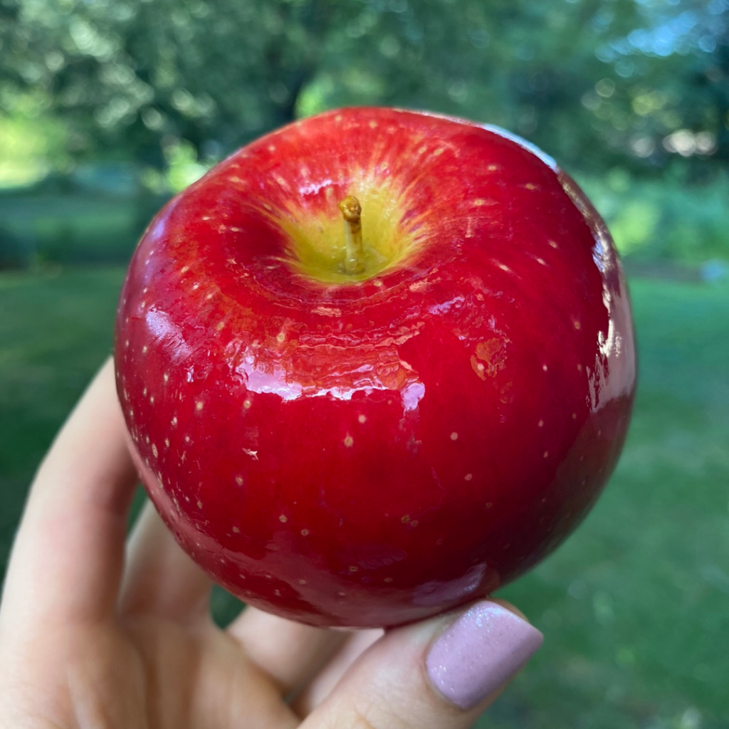 Get to Know the Early Season Apple Varieties - Minnesota Grown