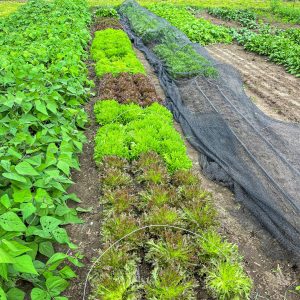 Rotational Roots - Minnesota Grown