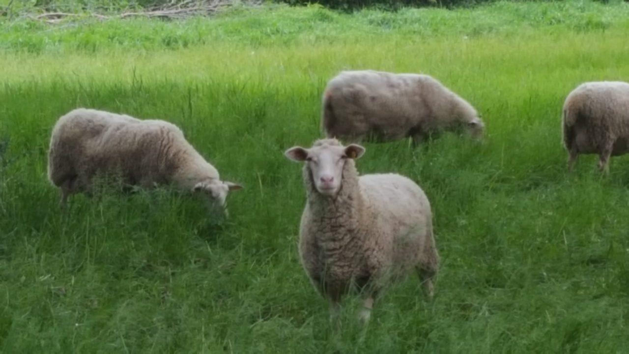 Member Feature: Shepherd's Way Farms - Minnesota Grown