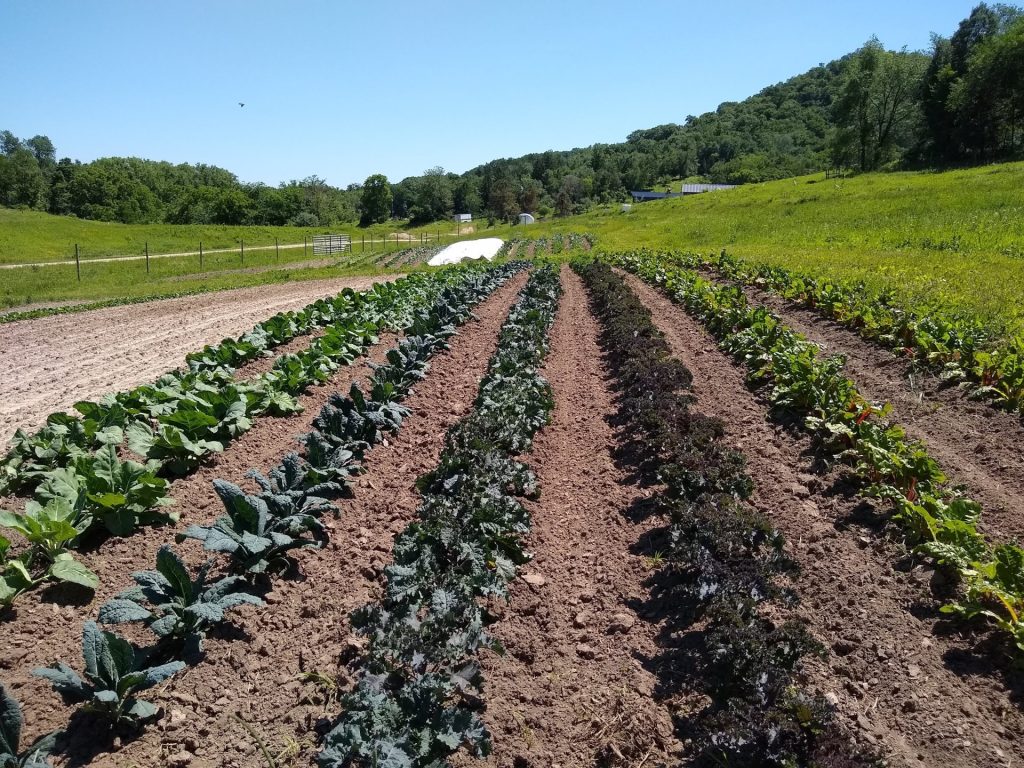 Member Feature: Dancing Gnome Farm - Minnesota Grown