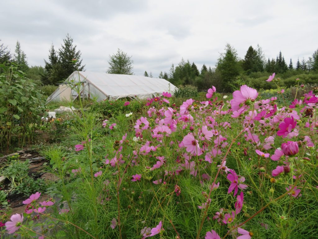 Member Feature: Fat Chicken Farm - Minnesota Grown