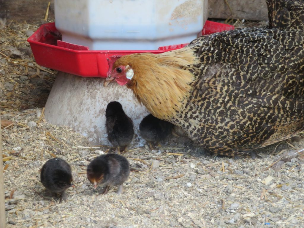 Member Feature: Fat Chicken Farm - Minnesota Grown