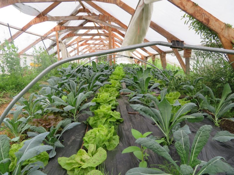 Member Feature: Fat Chicken Farm - Minnesota Grown