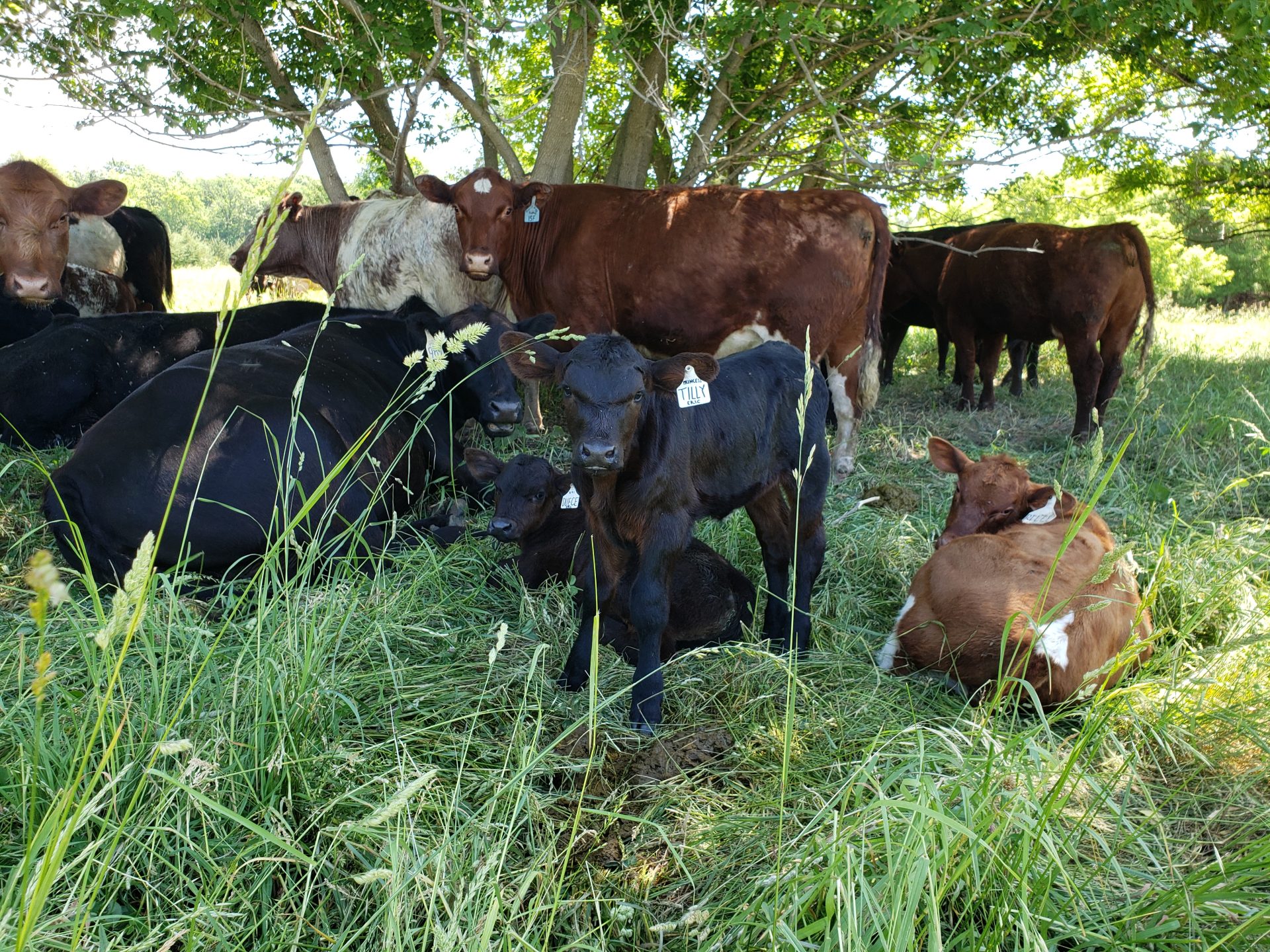 BAMF Stock Farms - Minnesota Grown